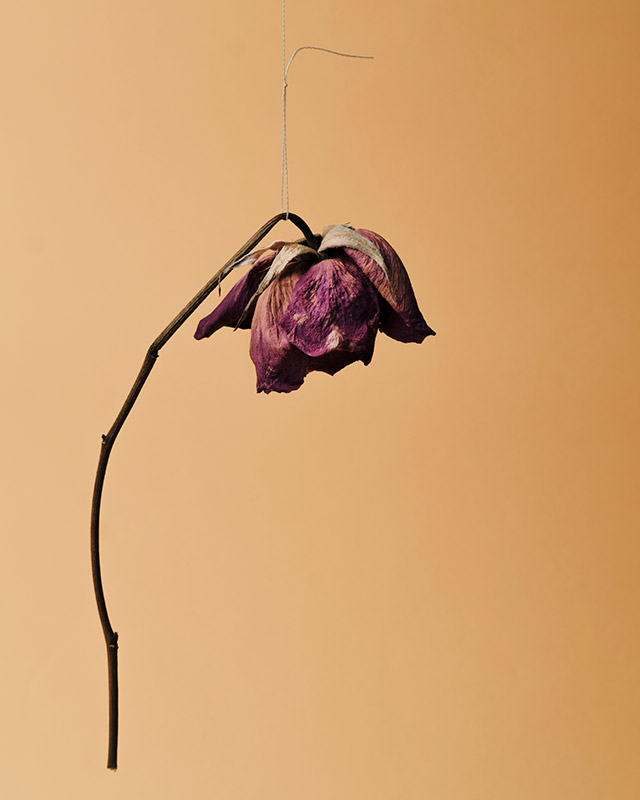 Anders Bundgaard — Photography