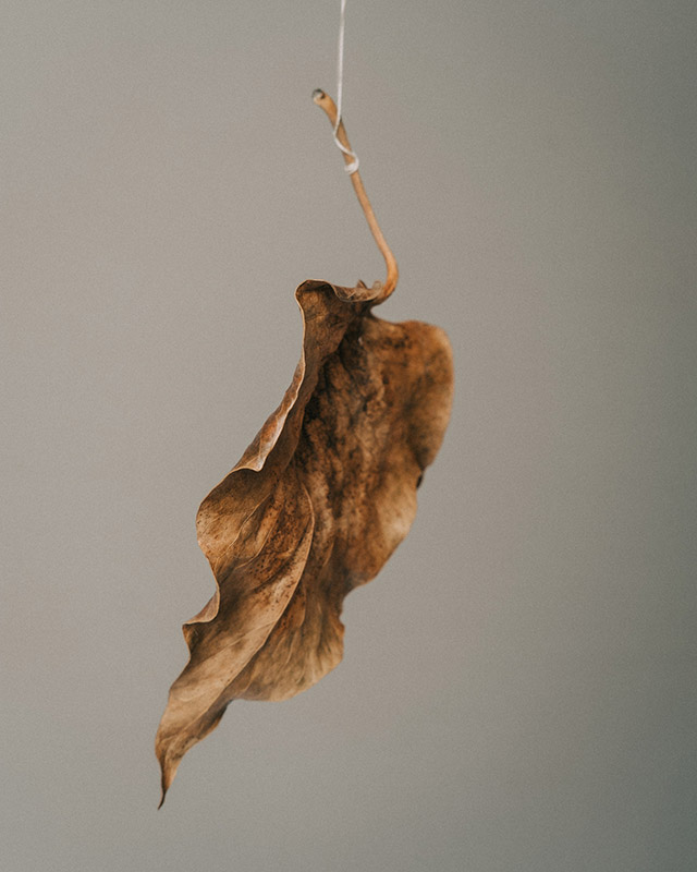 Anders Bundgaard — Photography