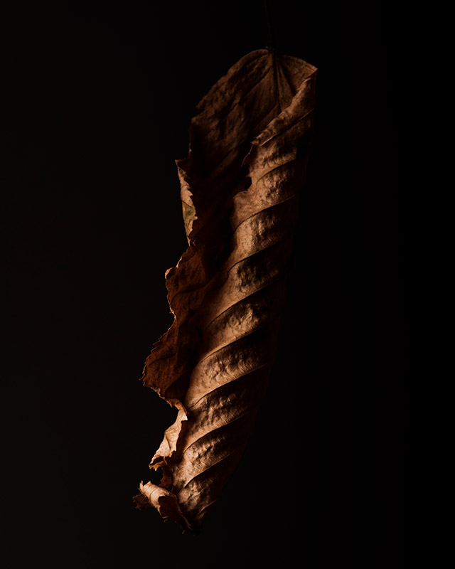 Anders Bundgaard — Photography