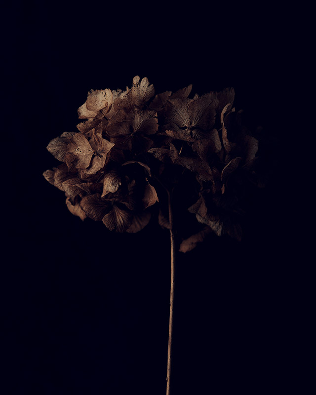 Anders Bundgaard — Photography