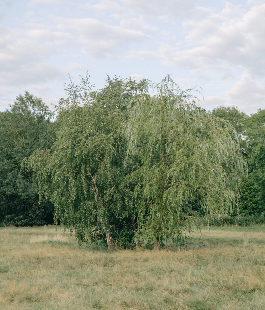 Project: Whitewebbs – a portrait – Anders Bundgaard